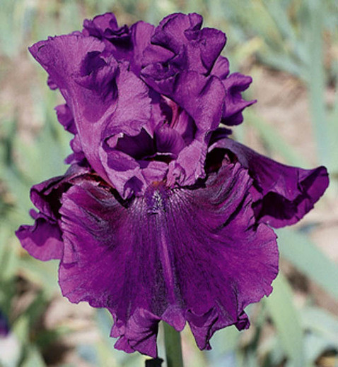 Iris 'Purple Serenade' (Bearded Iris)