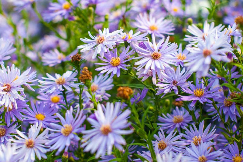 Aster 'Little Carlow' (Cordifolius Hybrid)
