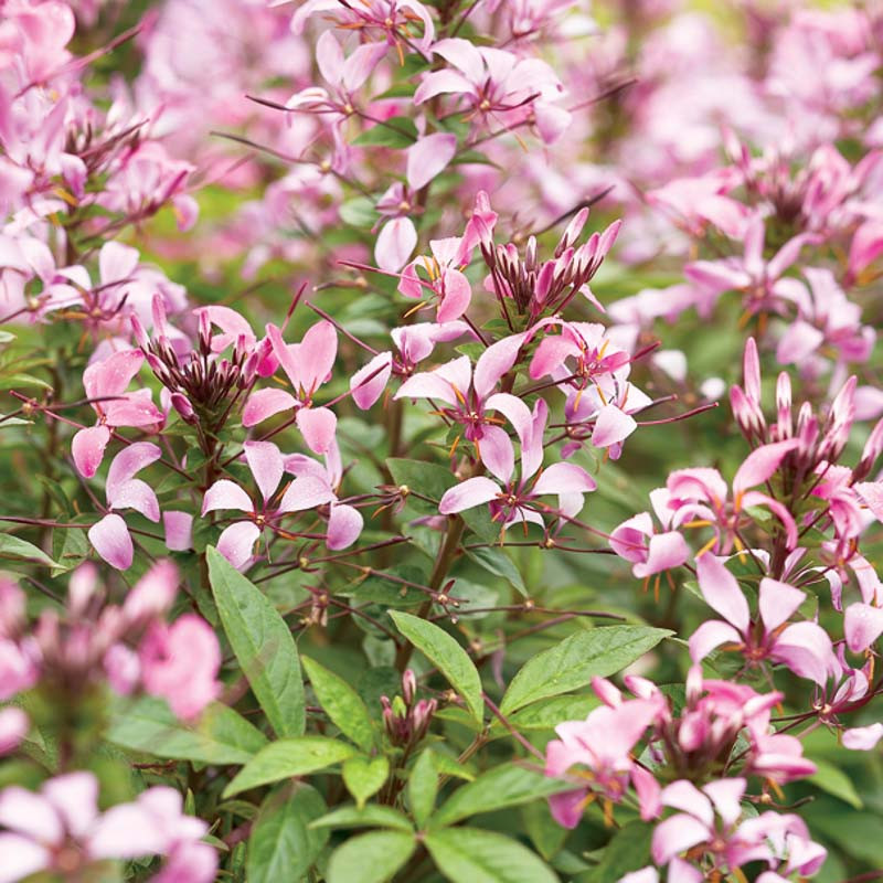 Cleome Señorita Rosalita® (Spider Flower)