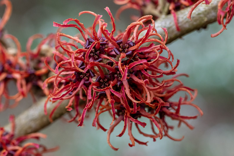Hamamelis x intermedia 'Rubin' (Witch Hazel)