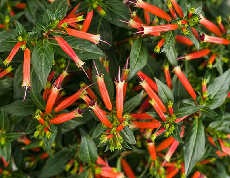 Cuphea 'Vermillionaire' (Large Firecracker Plant)