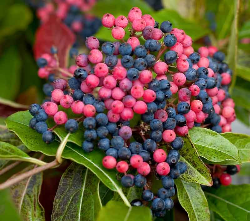 Viburnum nudum Brandywine™ (Withe Rod)