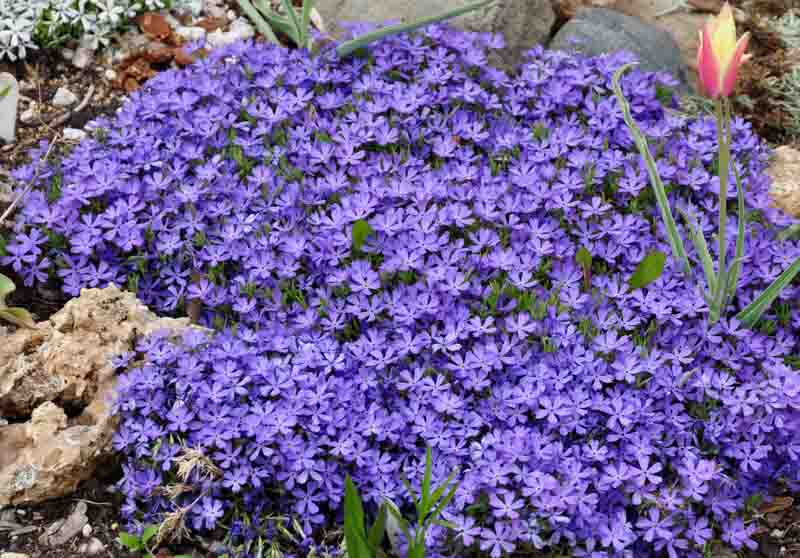 Phlox 'Violet Pinwheels' (Creeping Phlox)