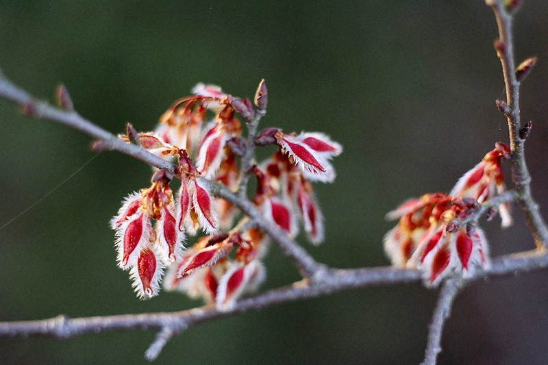 Ulmus alata (Winged Elm)