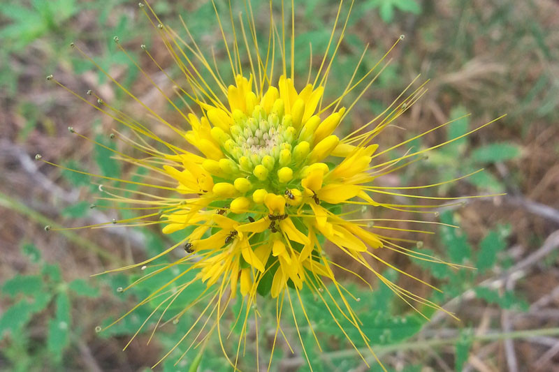 Cleome lutea (Yellow Beeplant)