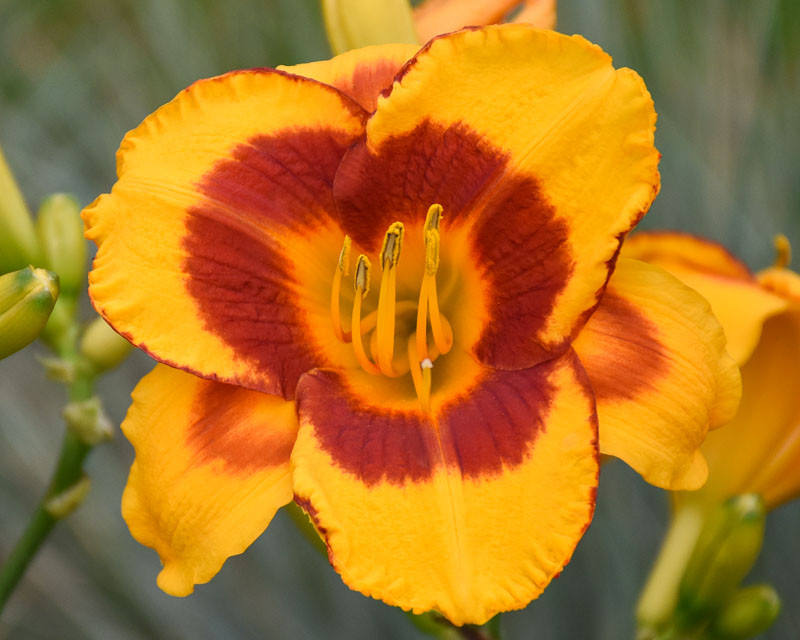 Hemerocallis 'Fooled Me' (Daylily)