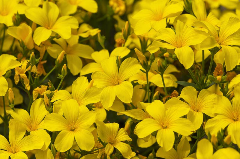 Linum flavum 'Compactum' (Golden Flax)