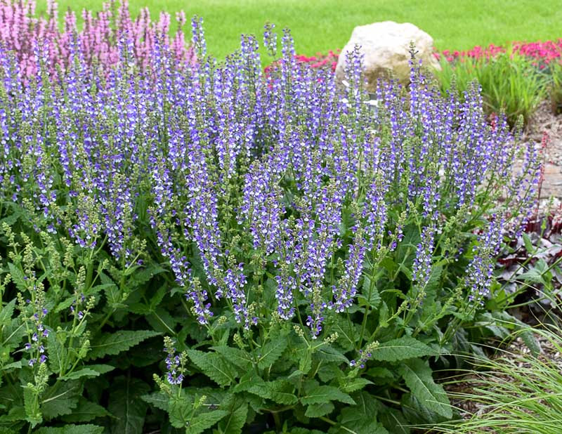 Salvia 'Azure Snow' (Sage)