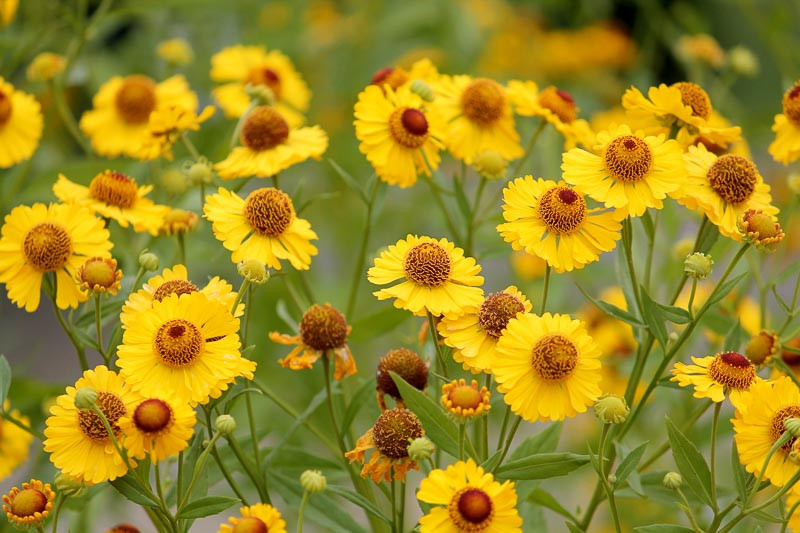 Helenium autumnale (Sneezeweed)
