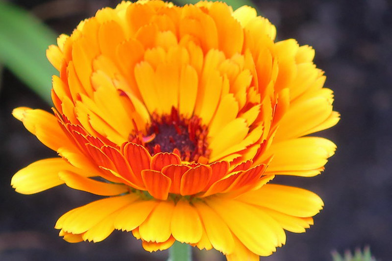 Calendula officinalis 'Indian Prince' (Pot Marigold)