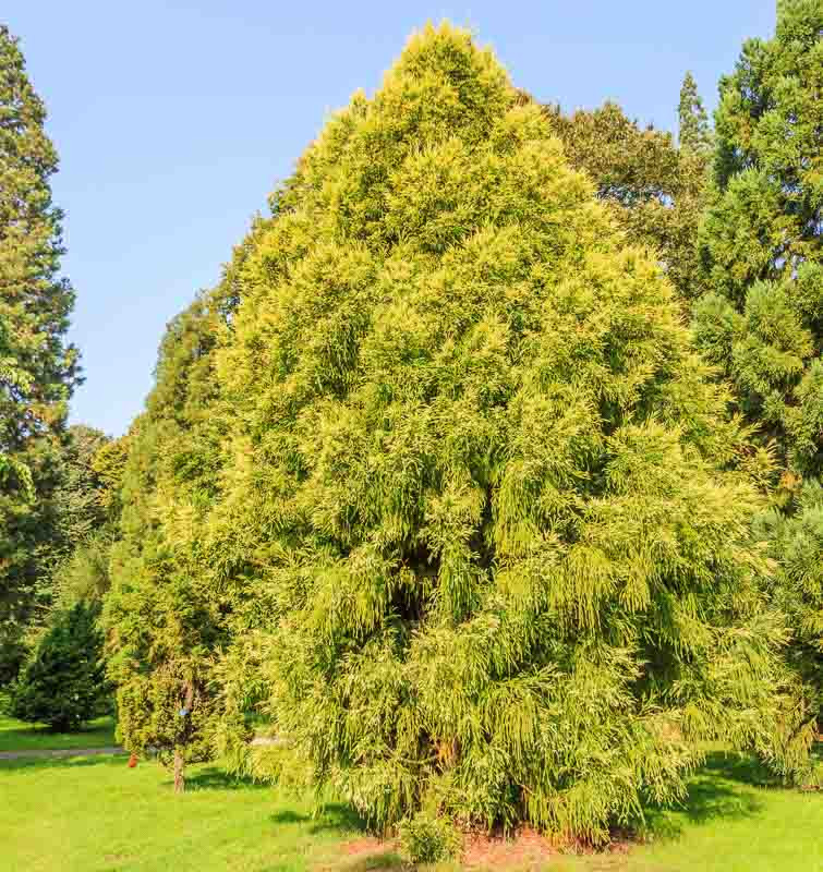 Cryptomeria japonica 'Sekkan-sugi' (Japanese Cedar)