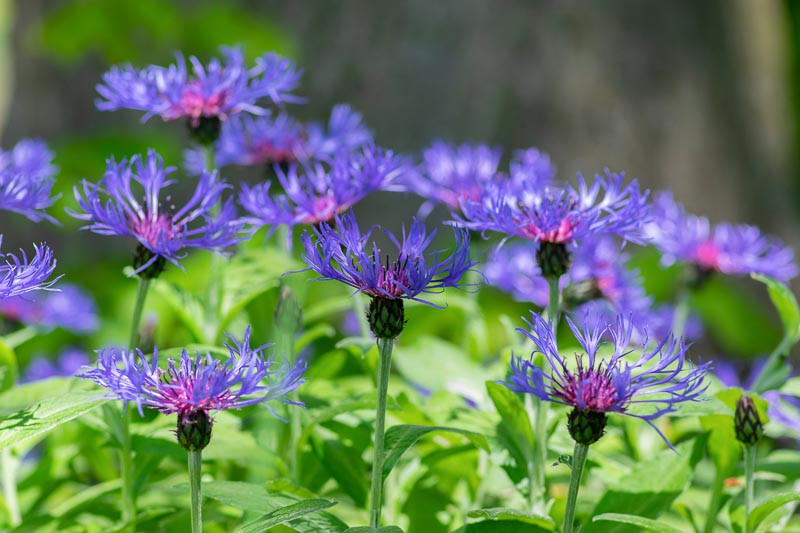 Centaurea montana (Mountain Cornflower)