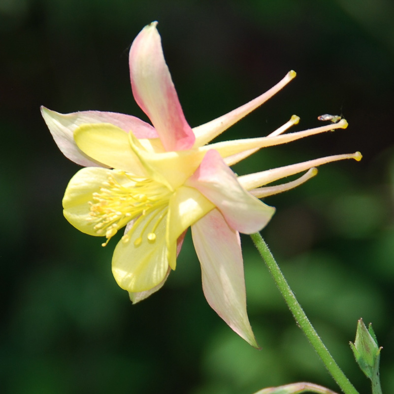 Aquilegia 'McKana Hybrid' (Columbine)