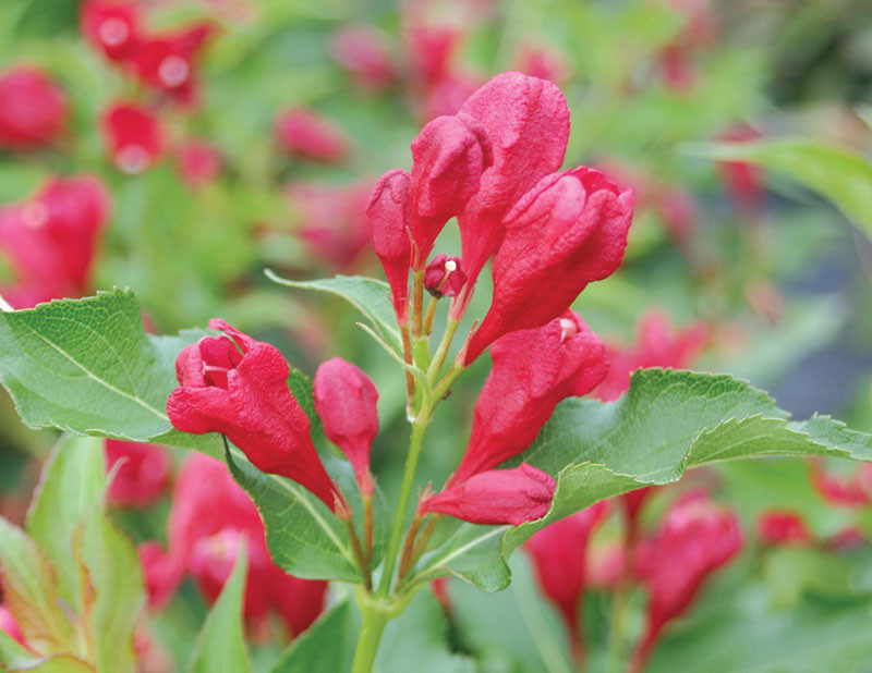 Weigela florida Sonic Bloom® Red