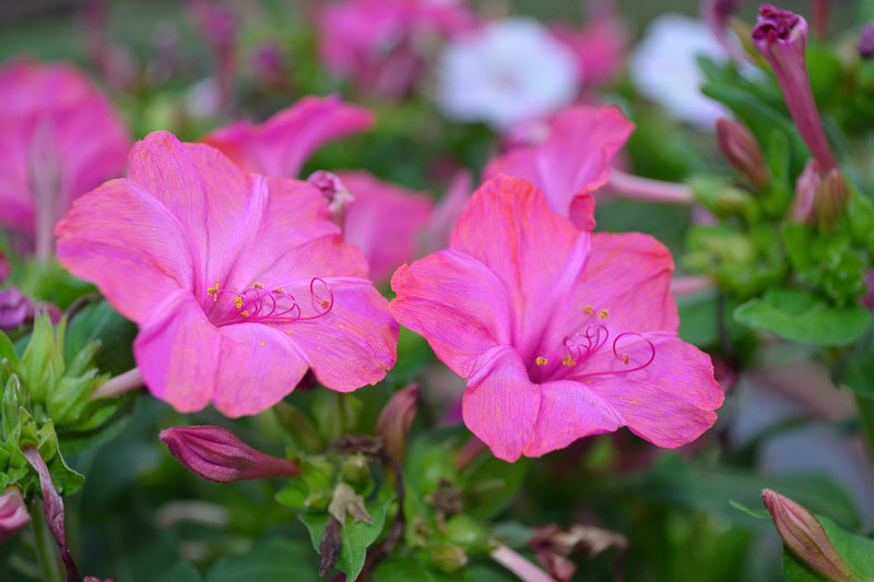 Mirabilis jalapa (Marvel of Peru)