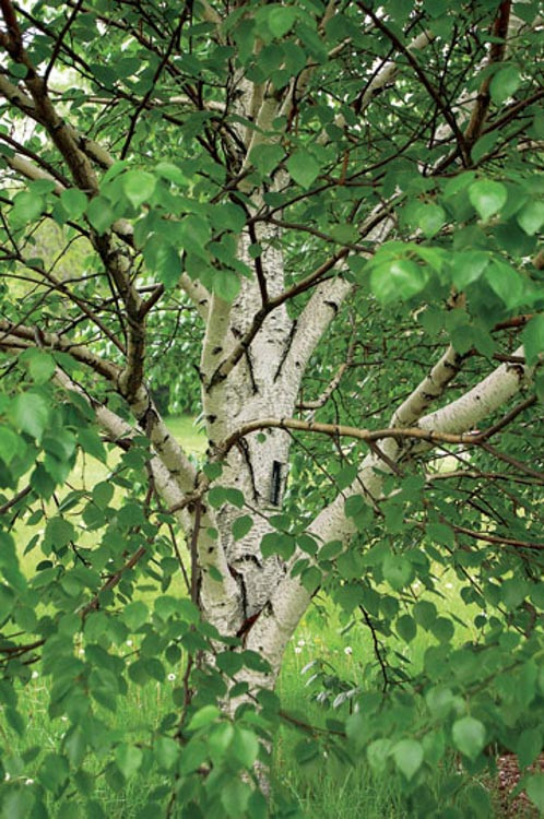 Betula 'White Satin' (Birch)