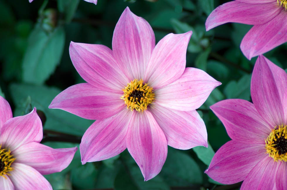 Dahlia 'Magenta Star'