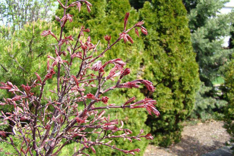 Acer palmatum 'Twombly's Red Sentinel' (Japanese Maple)