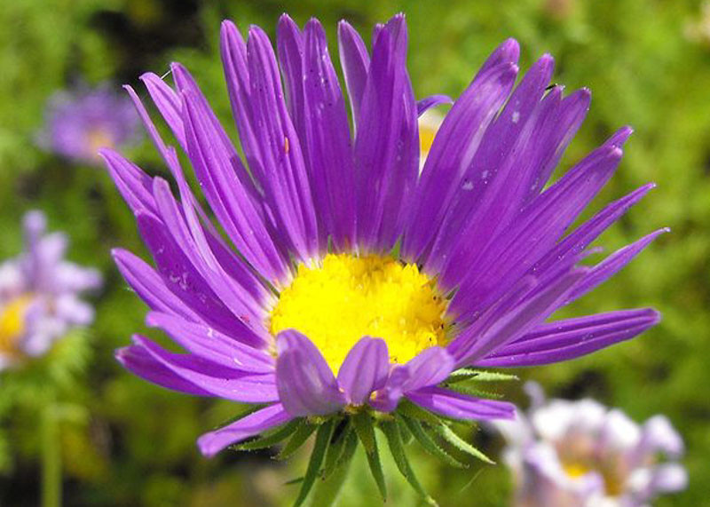 Machaeranthera tanacetifolia (Tahoka Daisy)