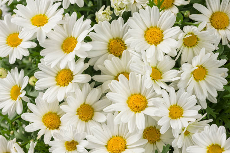 Argyranthemum frutescens Pure White Butterfly® (Marguerite)