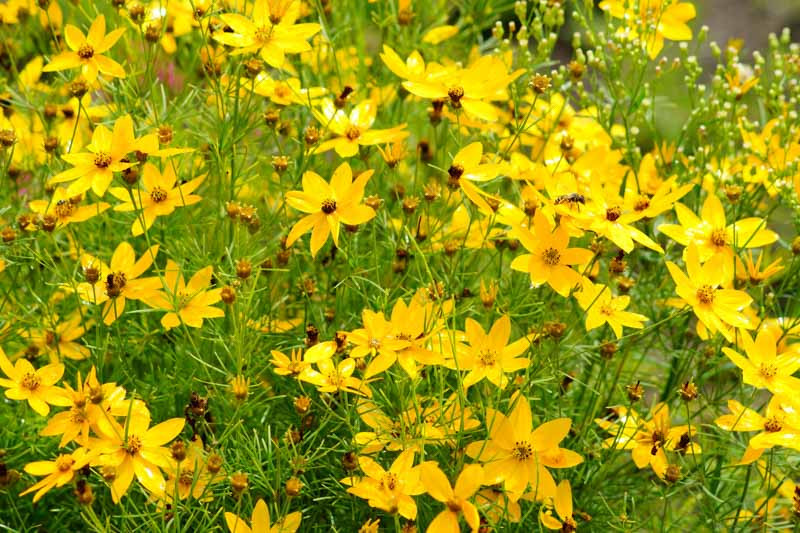 Coreopsis verticillata 'Grandiflora' (Threadleaf Coreopsis)