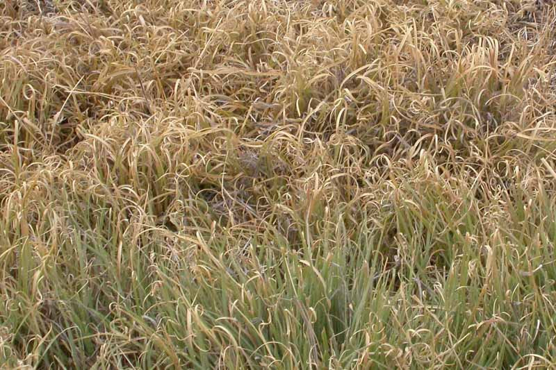 Bouteloua dactyloides (Buffalo Grass)