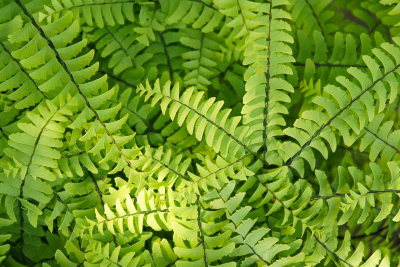 Adiantum pedatum (Northern Maidenhair Fern)