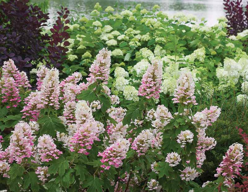 Hydrangea quercifolia Gatsby Pink® (Oak Leaf Hydrangea)