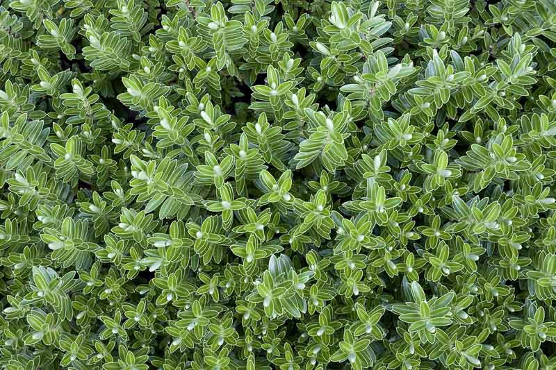 Hebe pinguifolia 'Sutherlandii'