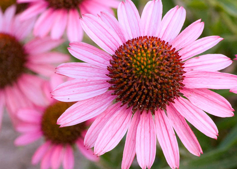 Echinacea Pixie Meadowbrite (Coneflower)