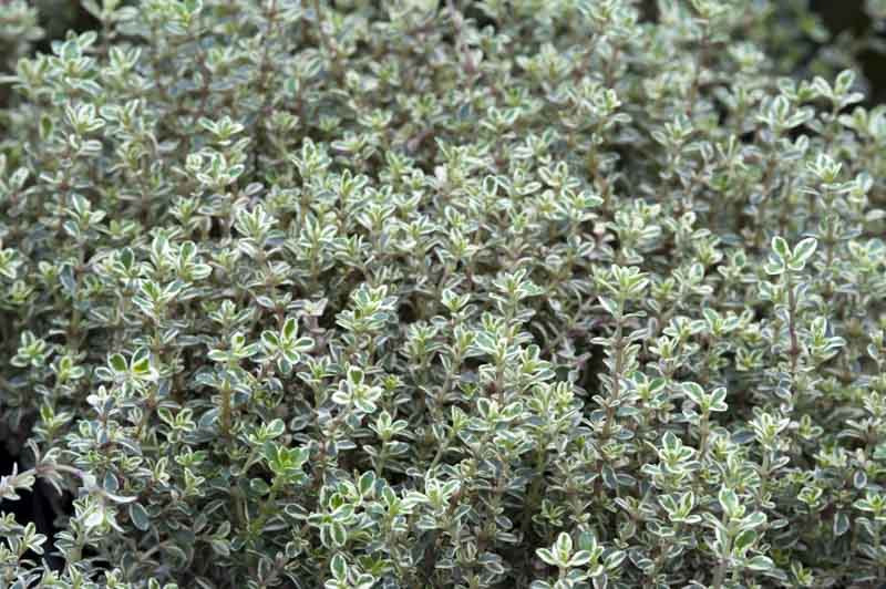 Thymus 'Silver Queen' (Lemon Thyme)
