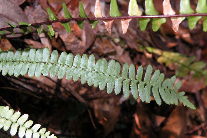 Asplenium platyneuron (Ebony Spleenwort)