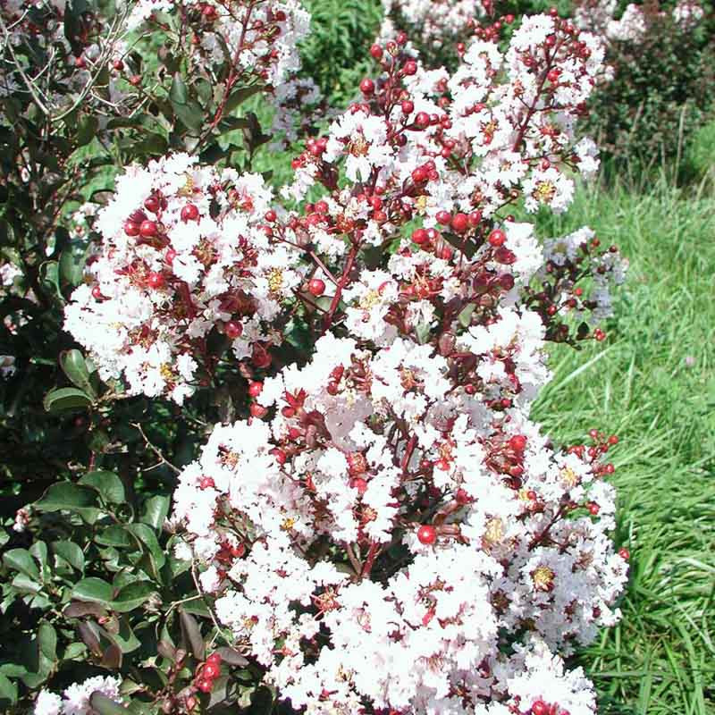 Lagerstroemia Burgundy Cotton® (Crape Myrtle)