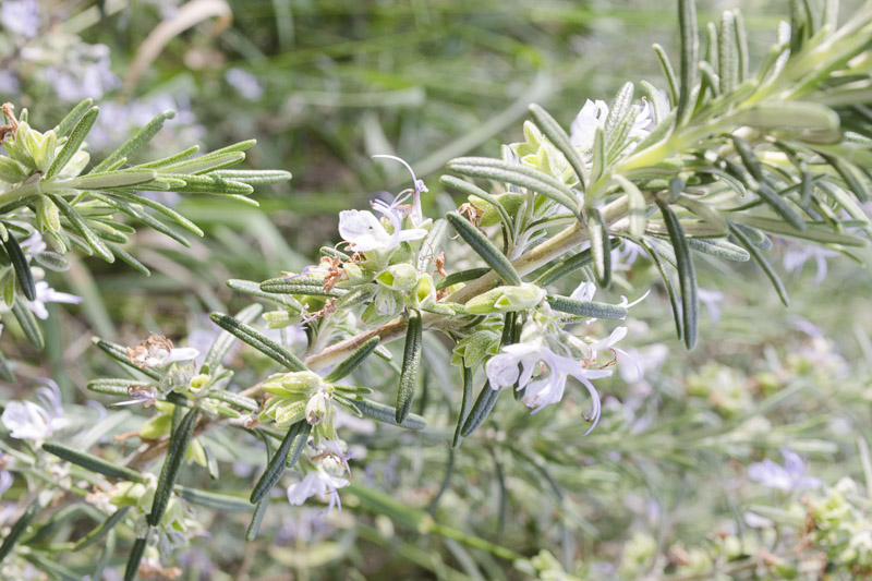 Rosmarinus officinalis 'Albus' (Rosemary)