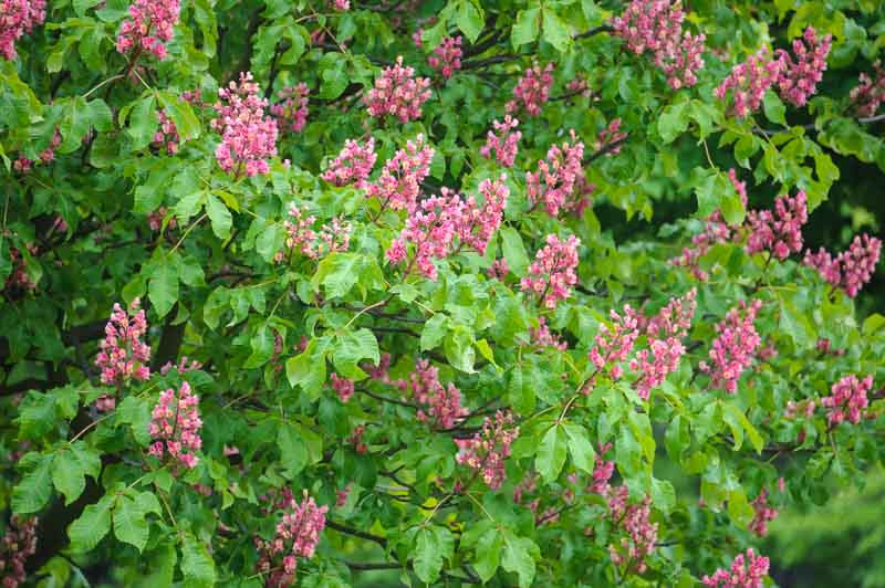 Aesculus x carnea 'Briotii' (Red Horsechestnut)