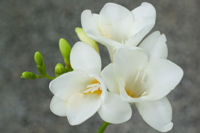White Freesia