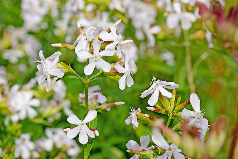 Saponaria officinalis (Soapwort)