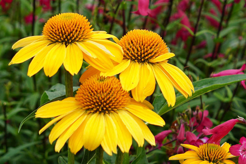 Echinacea Sombrero Lemon Yellow (Coneflower)