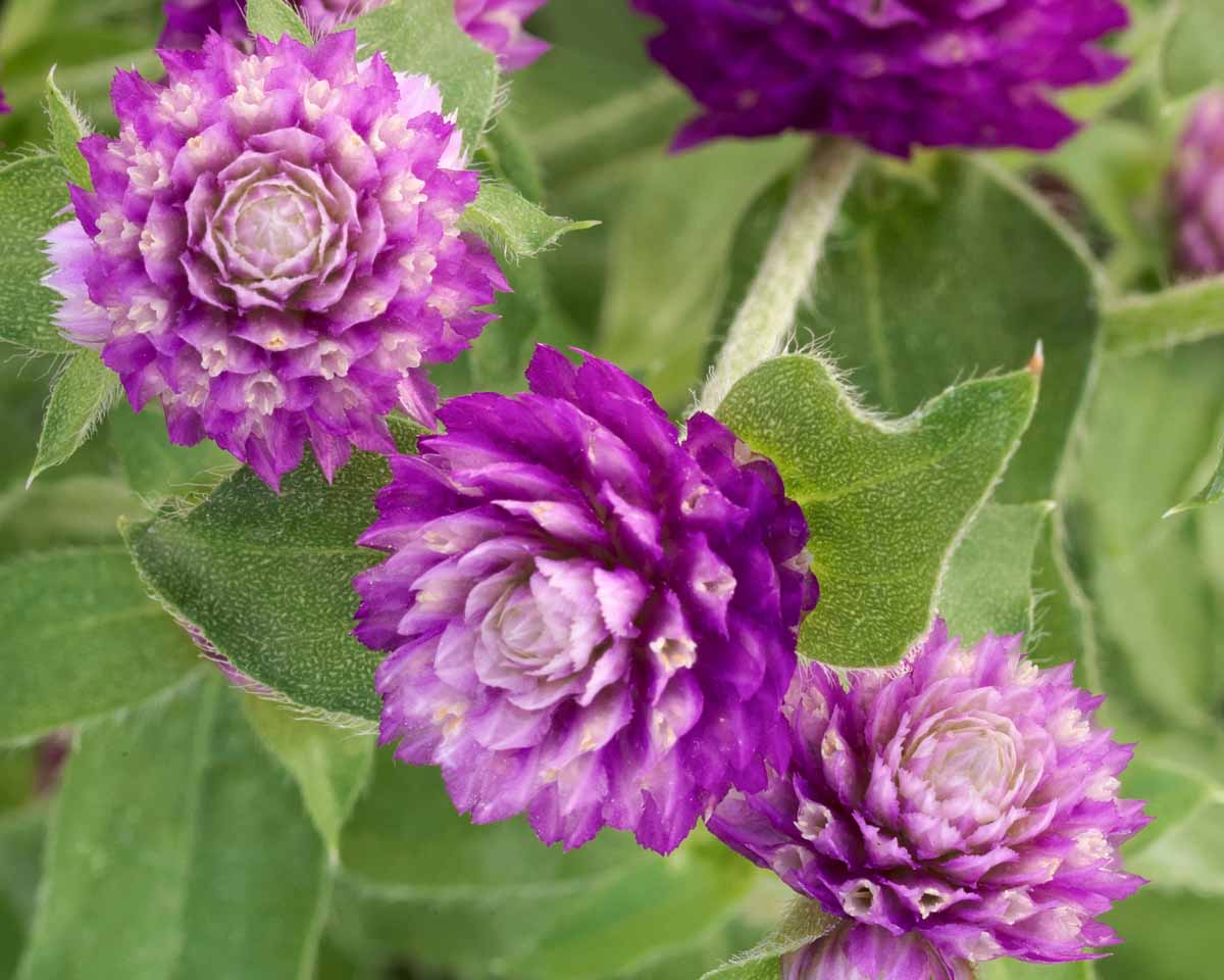 Gomphrena globosa Pinball™ Lavender (Globe Amaranth)