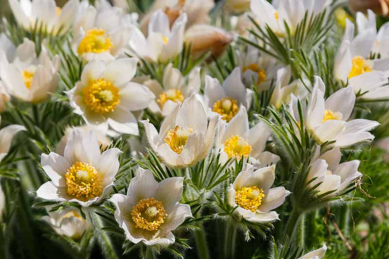 Pulsatilla alpina (Alpine Pasque Flower)