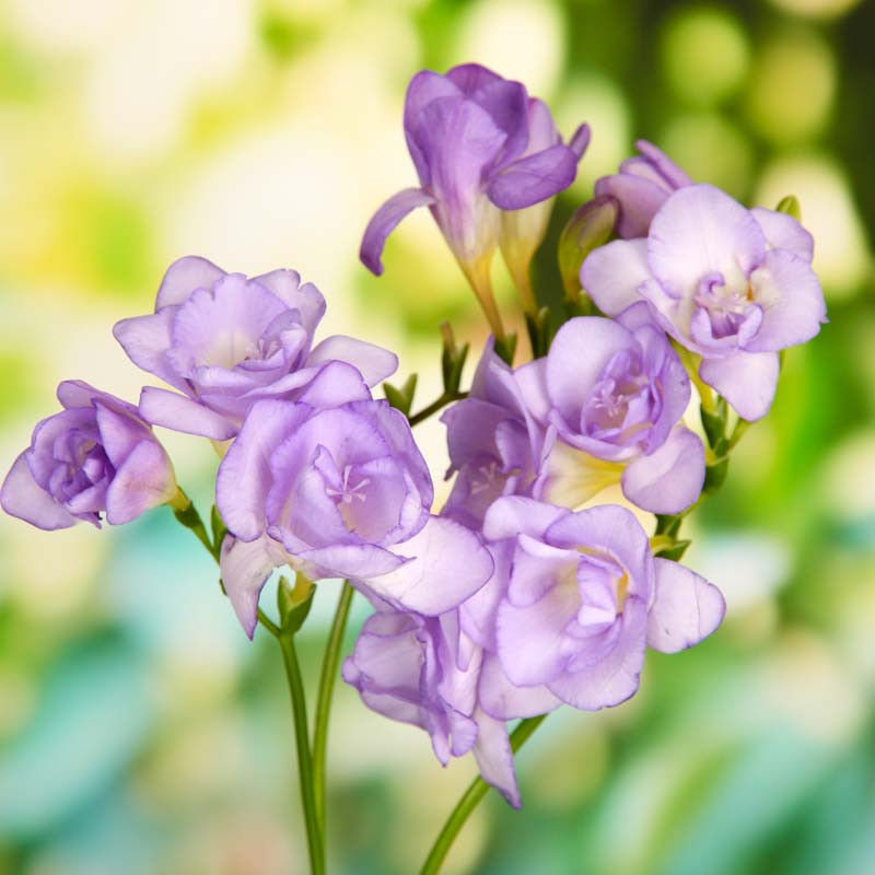 Freesia Double Blue