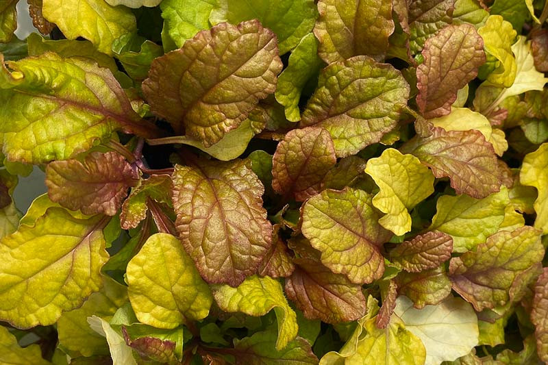 Ajuga Feathered Friends™ 'Parrot Paradise' (Carpet Bugle)