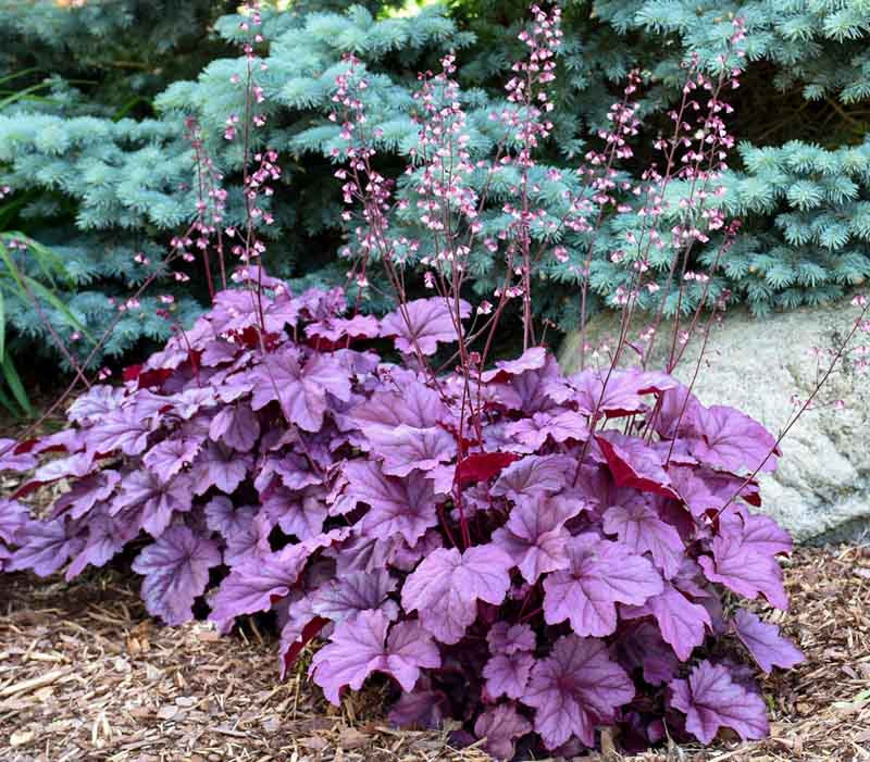 Heuchera 'Pink Panther' (Coral Bells)