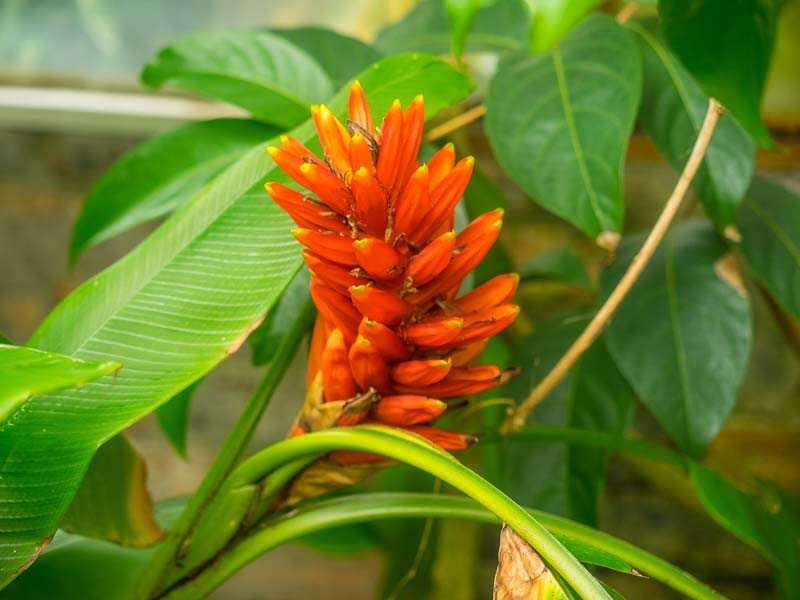 Musa coccinea (Scarlet Banana)