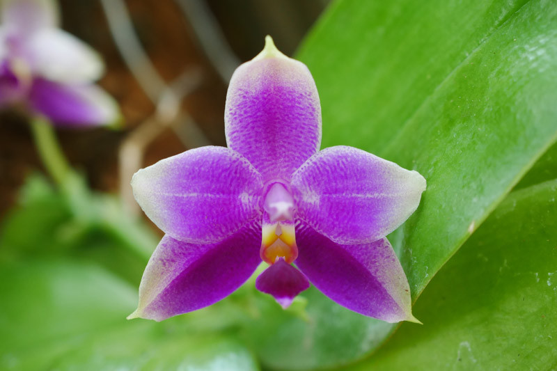 Phalaenopsis violacea (Moth Orchid)