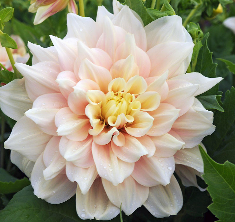 Dahlia 'Break Out'