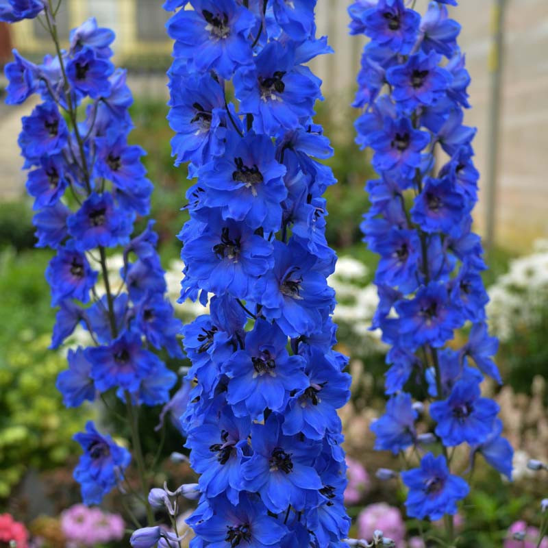 Delphinium elatum 'Million Dollar Blue' (Candle Larkspur)