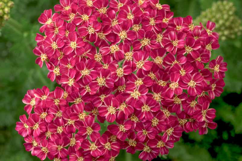 Achillea Desert Eve Deep Rose (Yarrow)