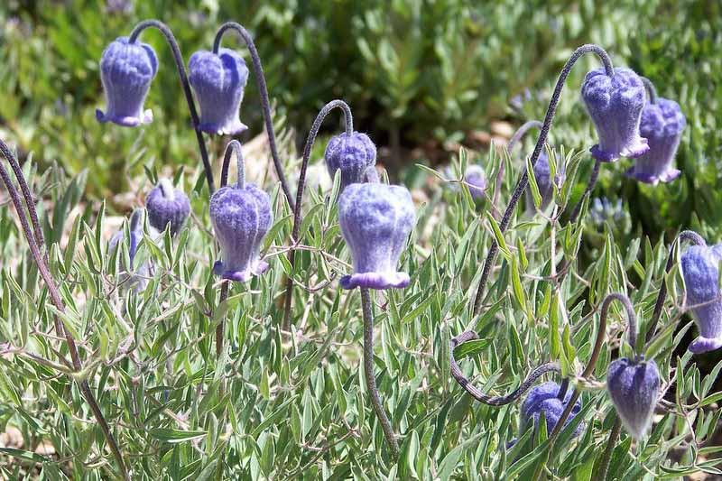 Clematis scottii (Viorna Group)