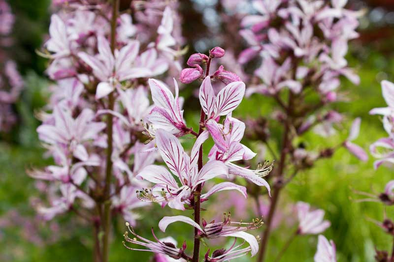 Dictamnus albus var. purpureus (Gas Plant)